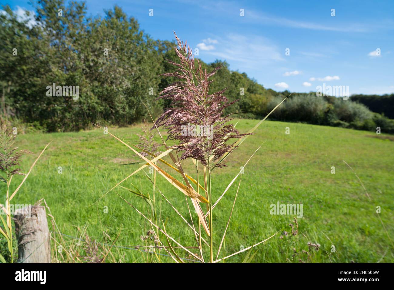 flowering single reed grass plume Stock Photo - Alamy