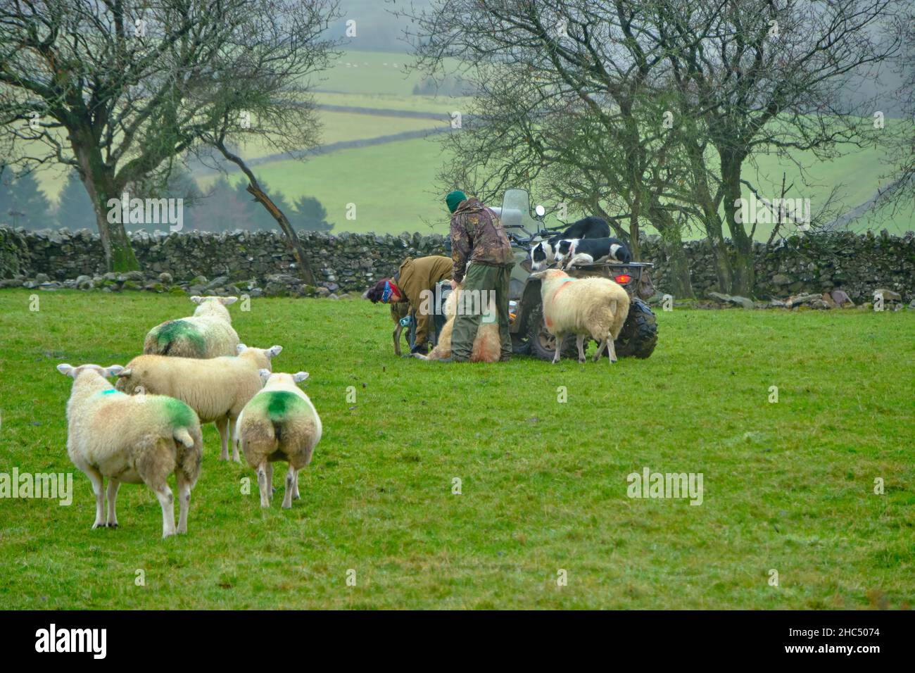 Modern sheep herding hi-res stock photography and images - Alamy