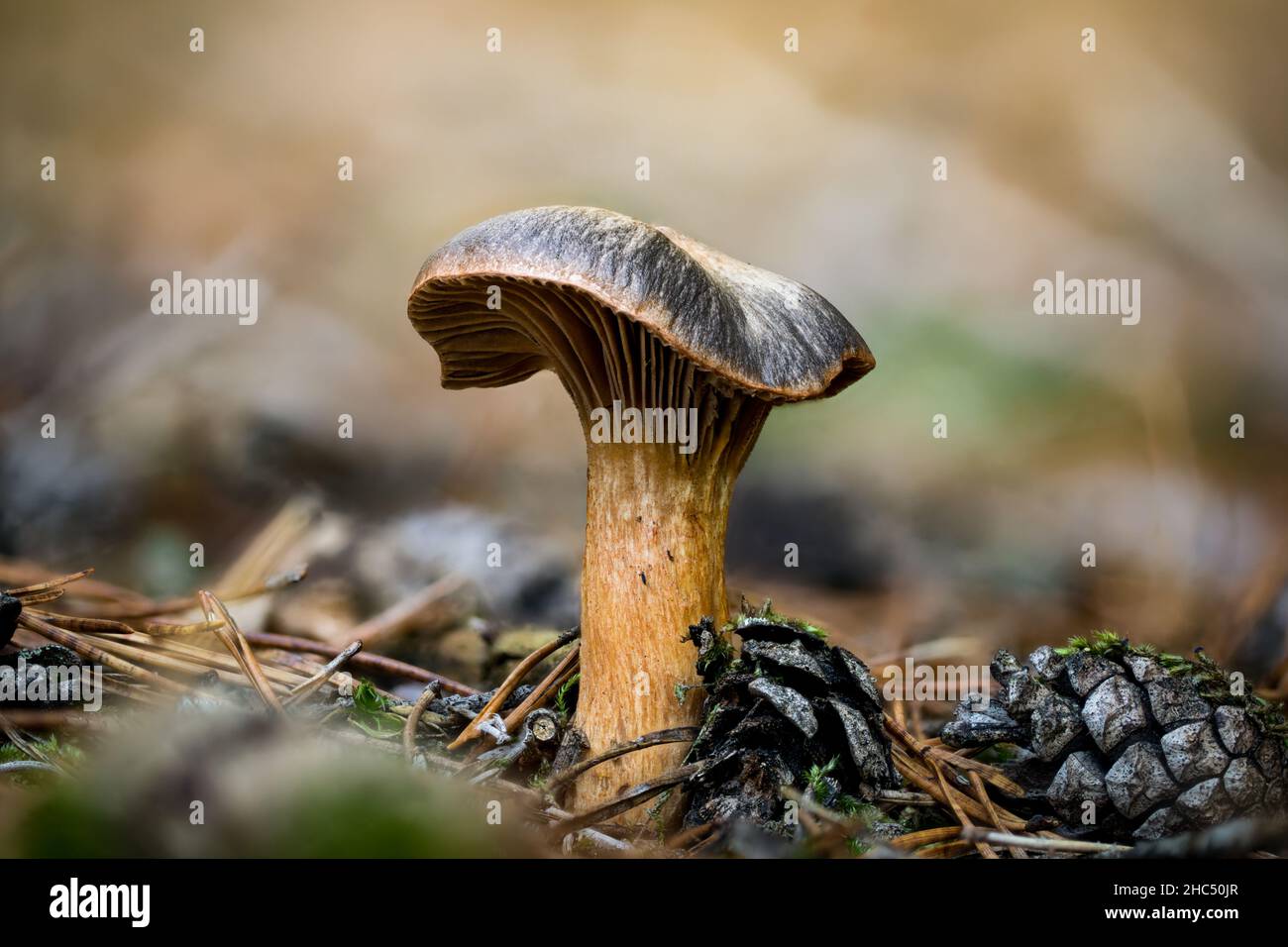 Closeup shot of Chroogomphus rutilus in a forest during the day Stock ...