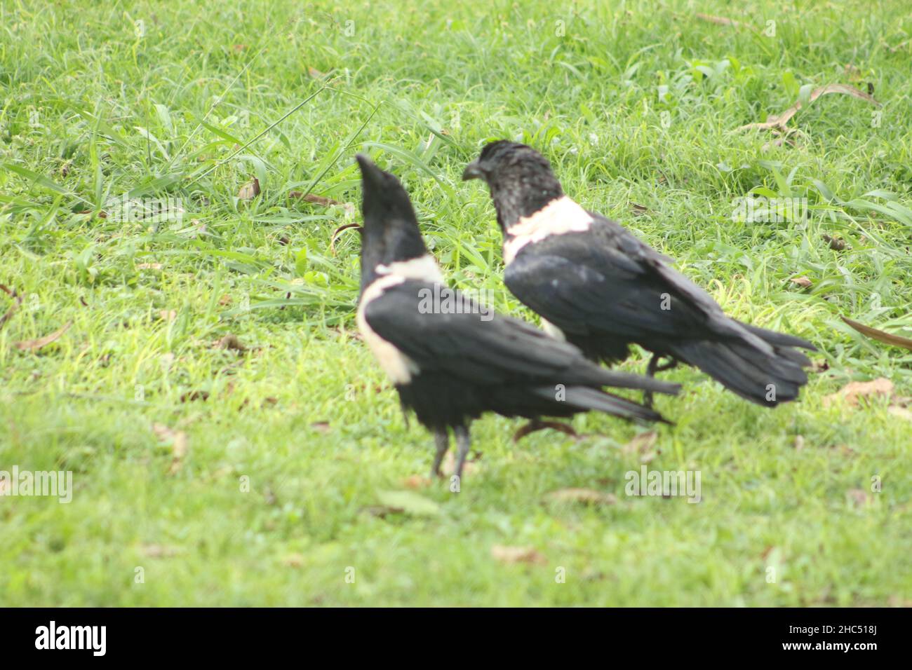 Beautiful crows hi-res stock photography and images - Alamy