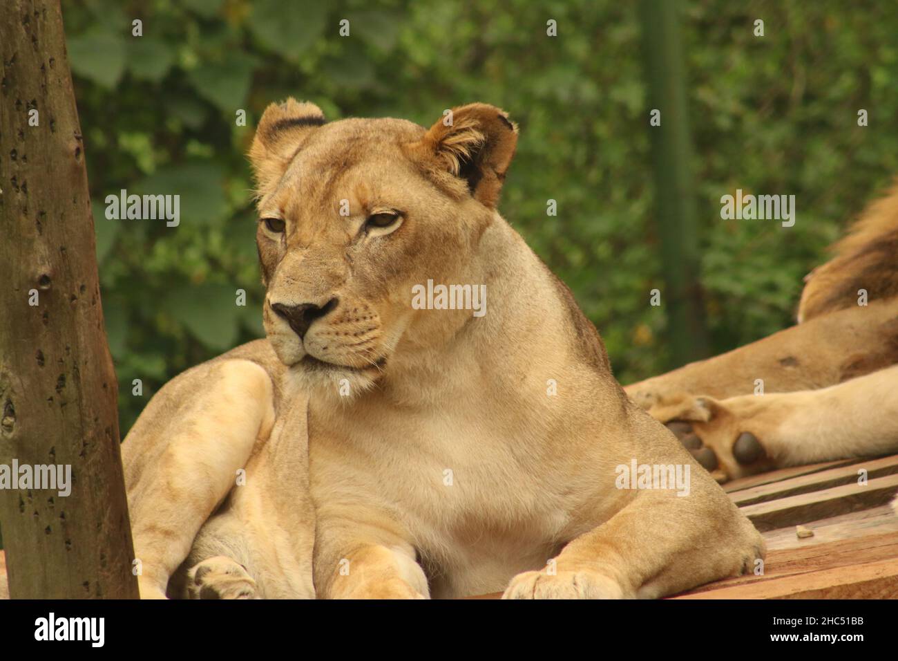 Closeup shot lioness in hi-res stock photography and images - Alamy