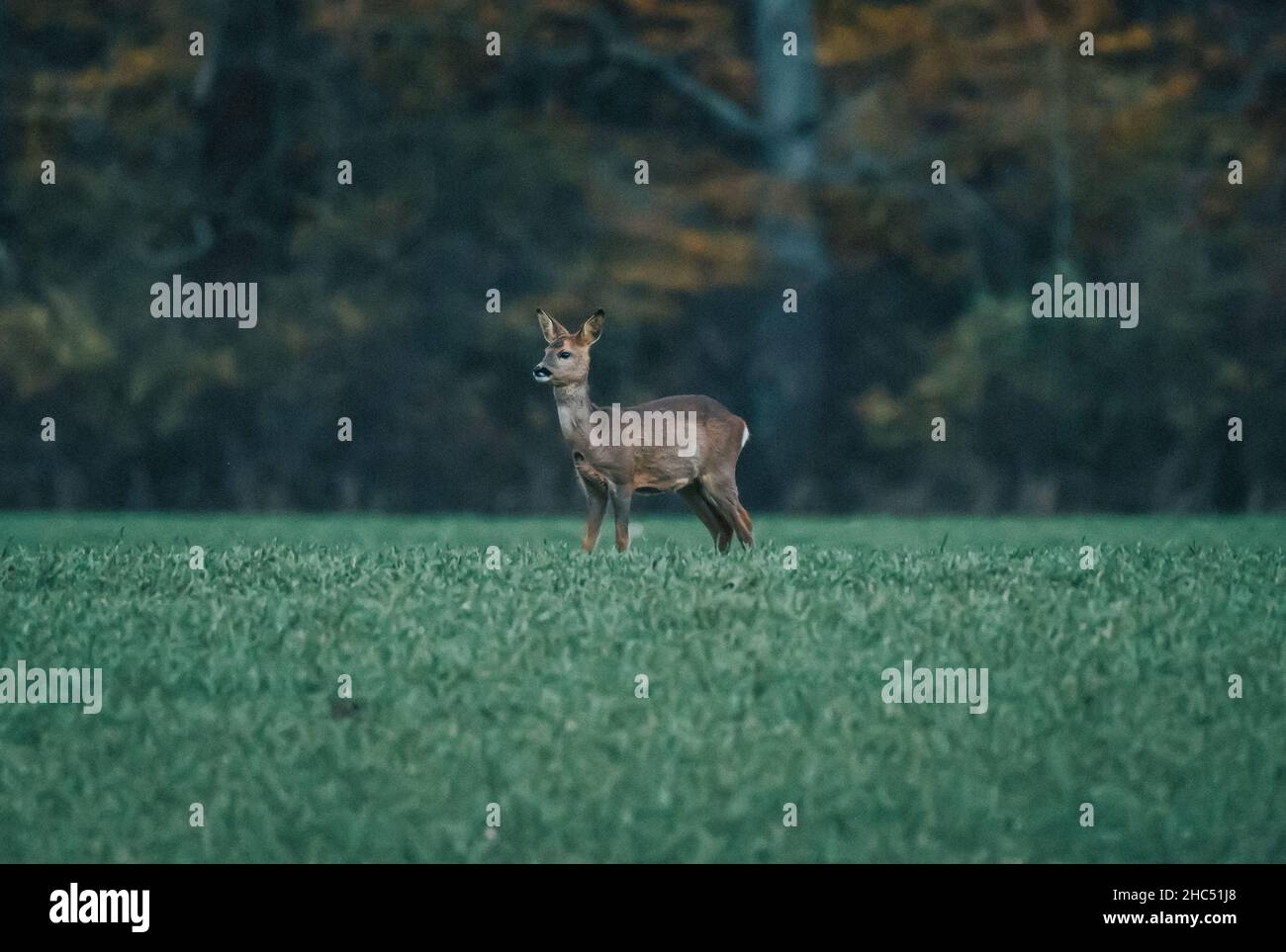 Beautiful view of a roe deer in a field Stock Photo - Alamy