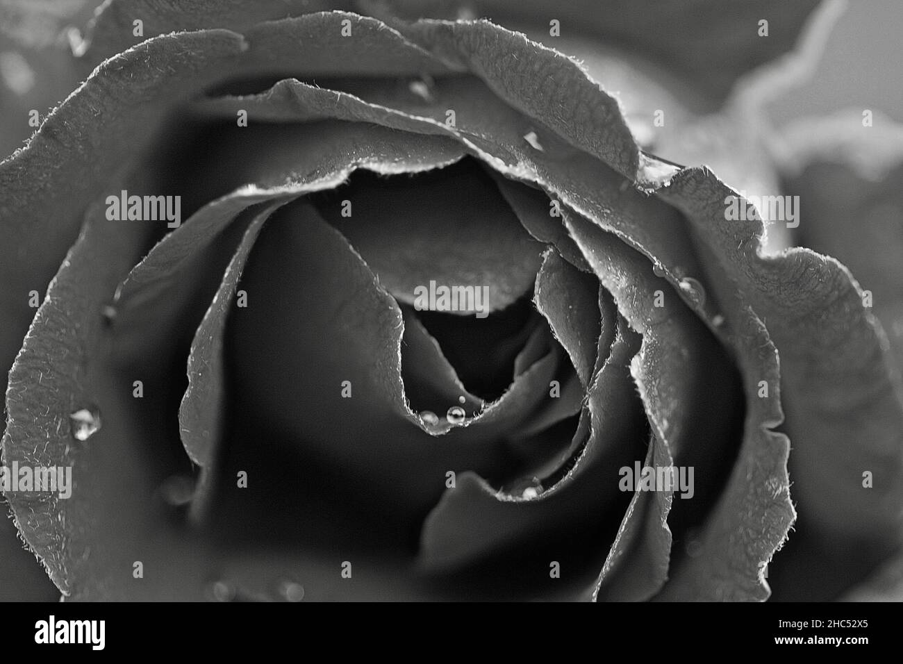 Grayscale shot of the rose with water droplets on it Stock Photo - Alamy