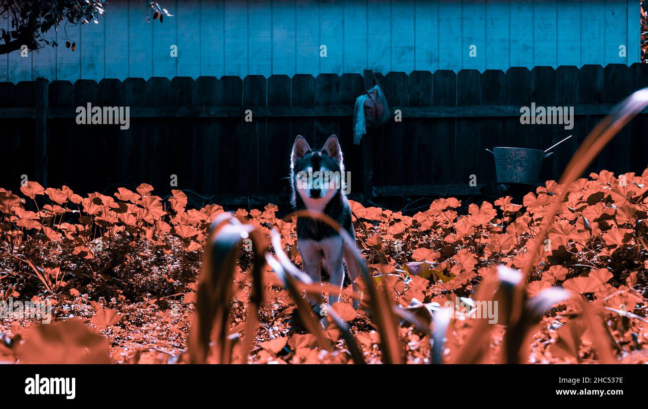 Husky and flowers hi-res stock photography and images - Alamy