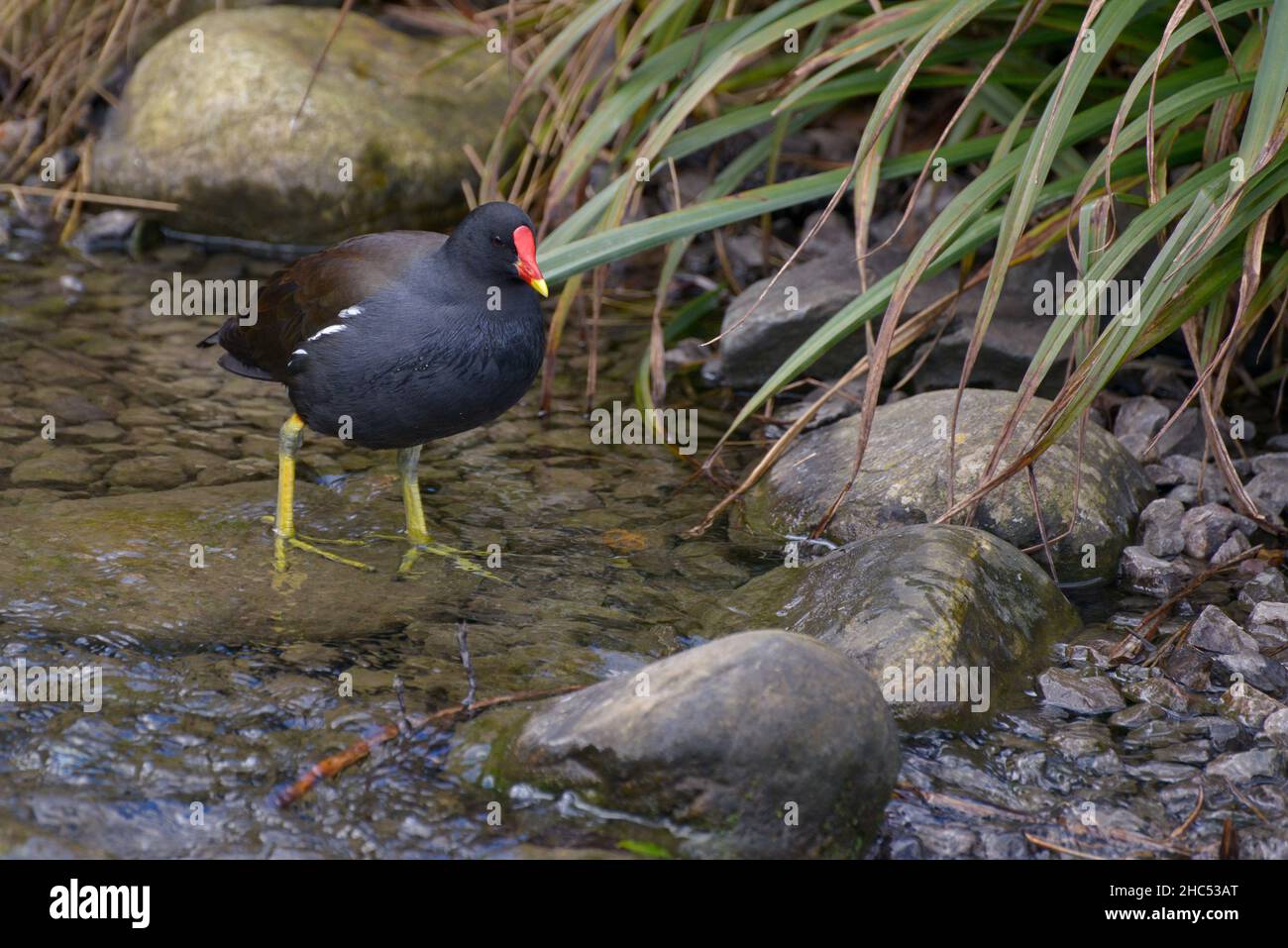 Common Moorhen (Gallinula chloropus) wading through a shallow brook ...