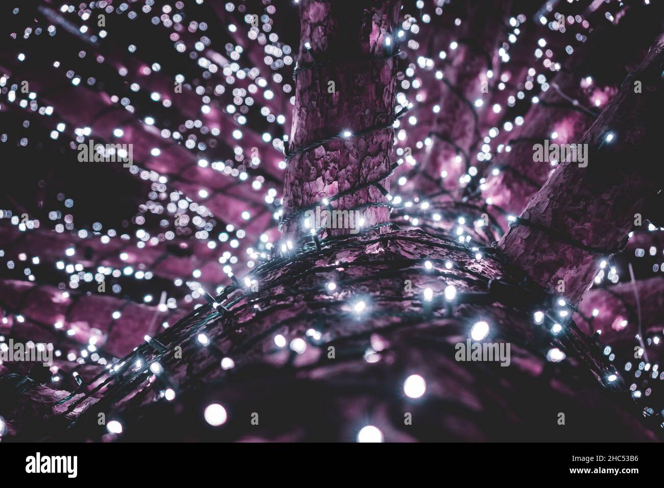 The night Christmas lights on the tree. Bright illumination Stock Photo ...