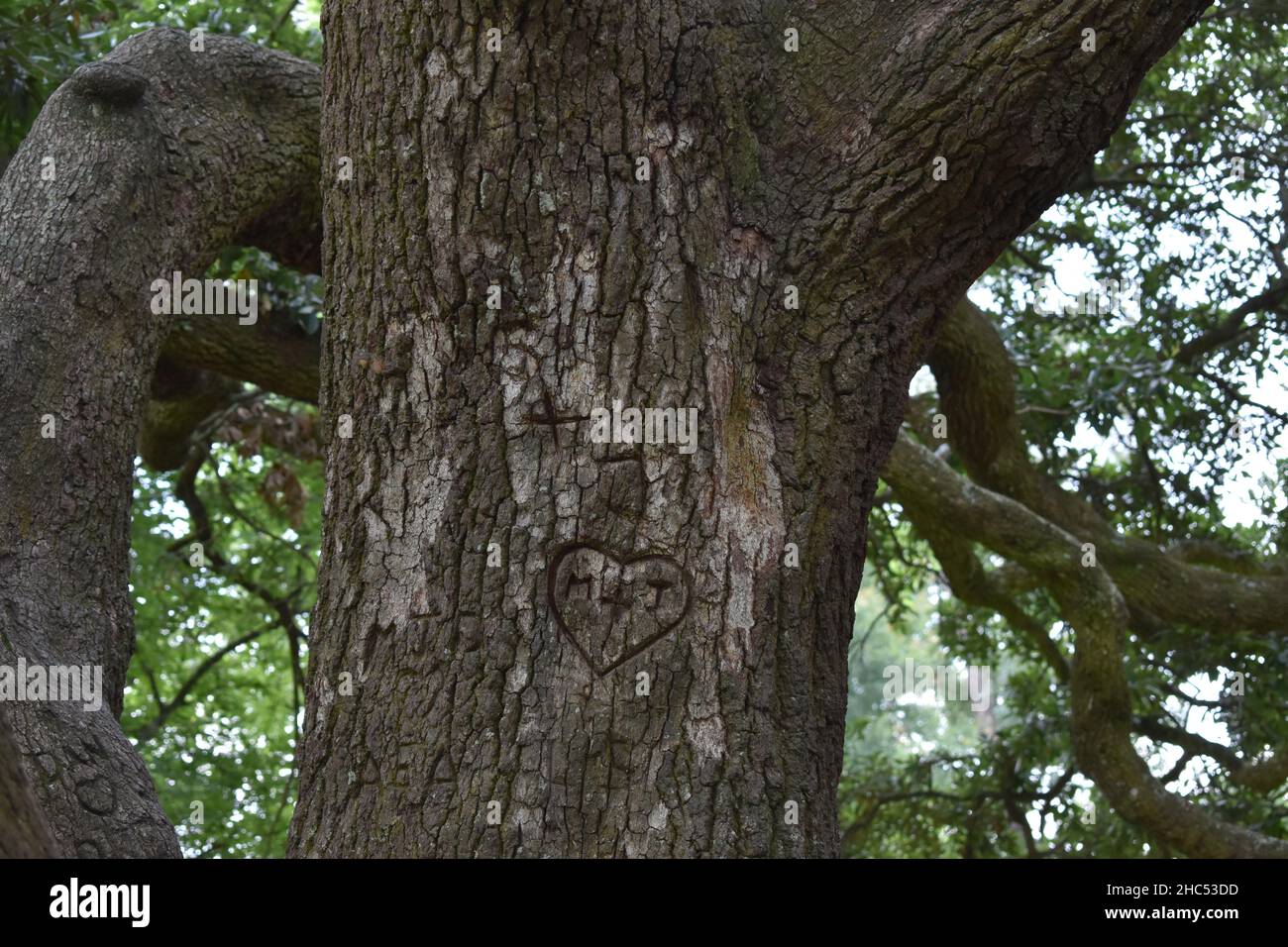 Tree Names Heart Carved High Resolution Stock Photography and Images ...