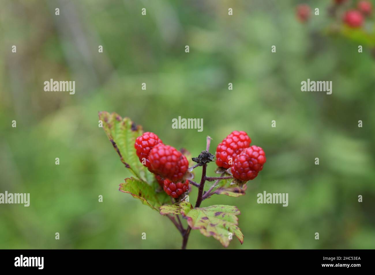 Closeup of Rubus arcticus, the Arctic bramble, or Arctic raspberry ...