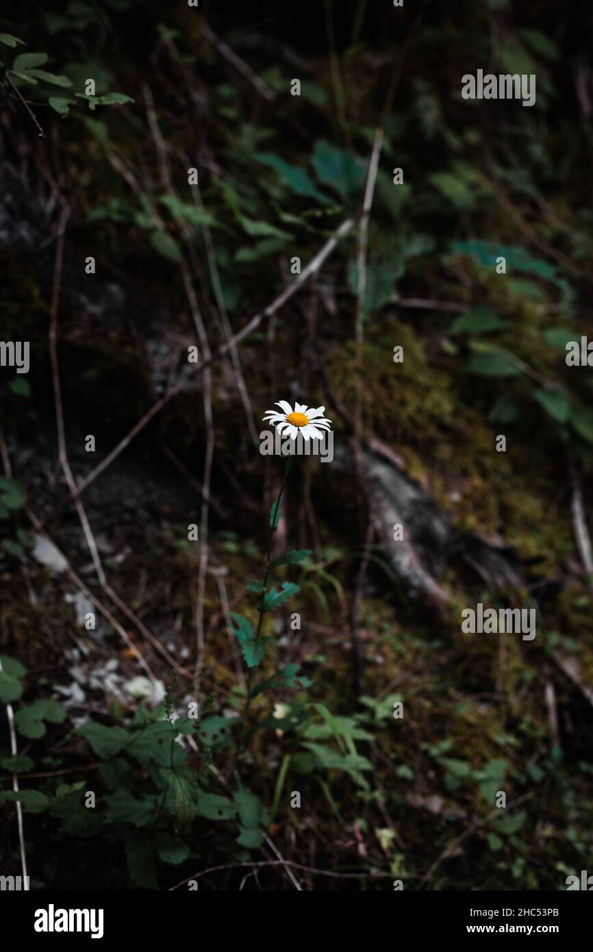 Daisy in a forest hi-res stock photography and images - Alamy