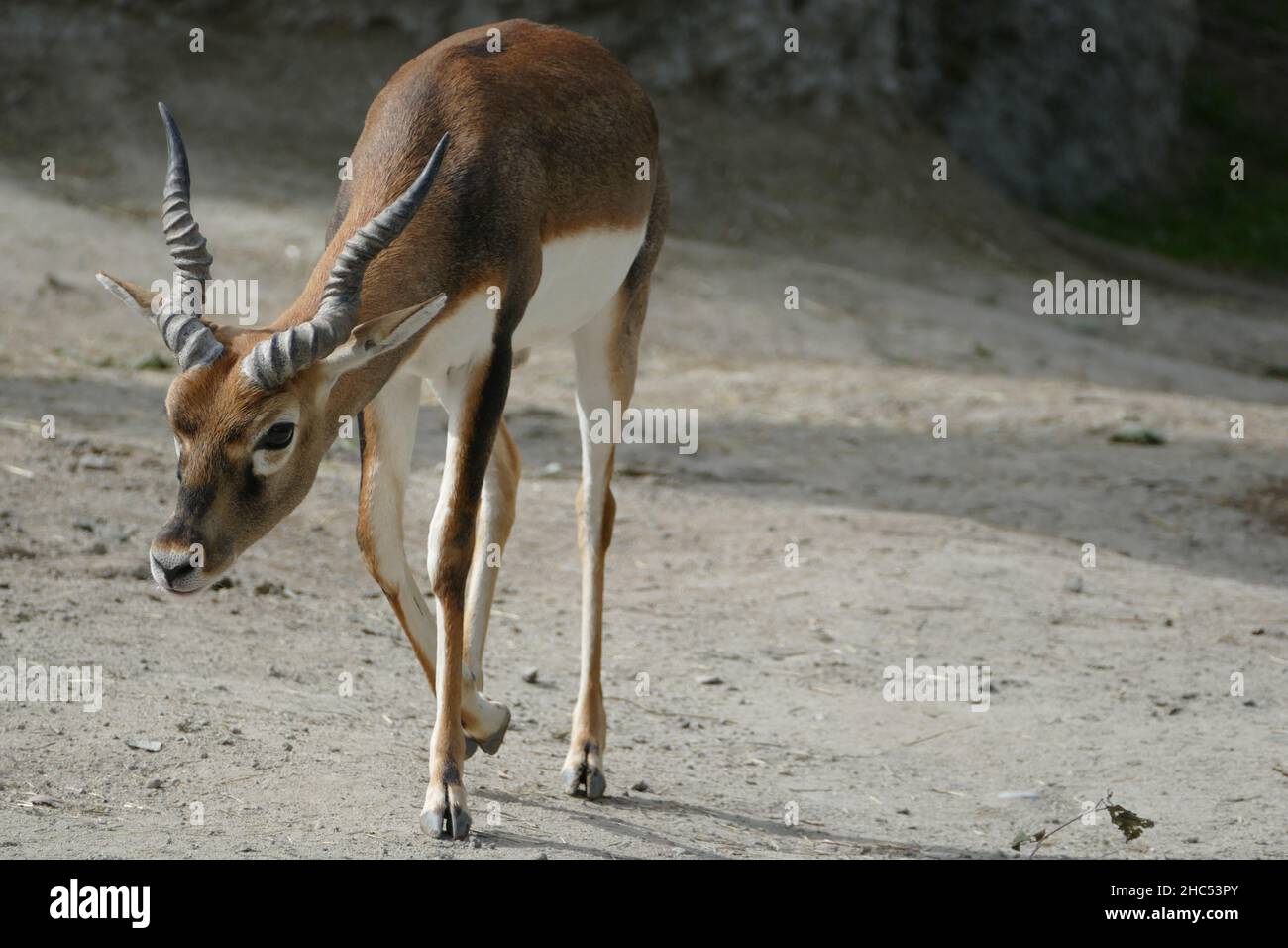 Gazelle skin hi-res stock photography and images - Alamy