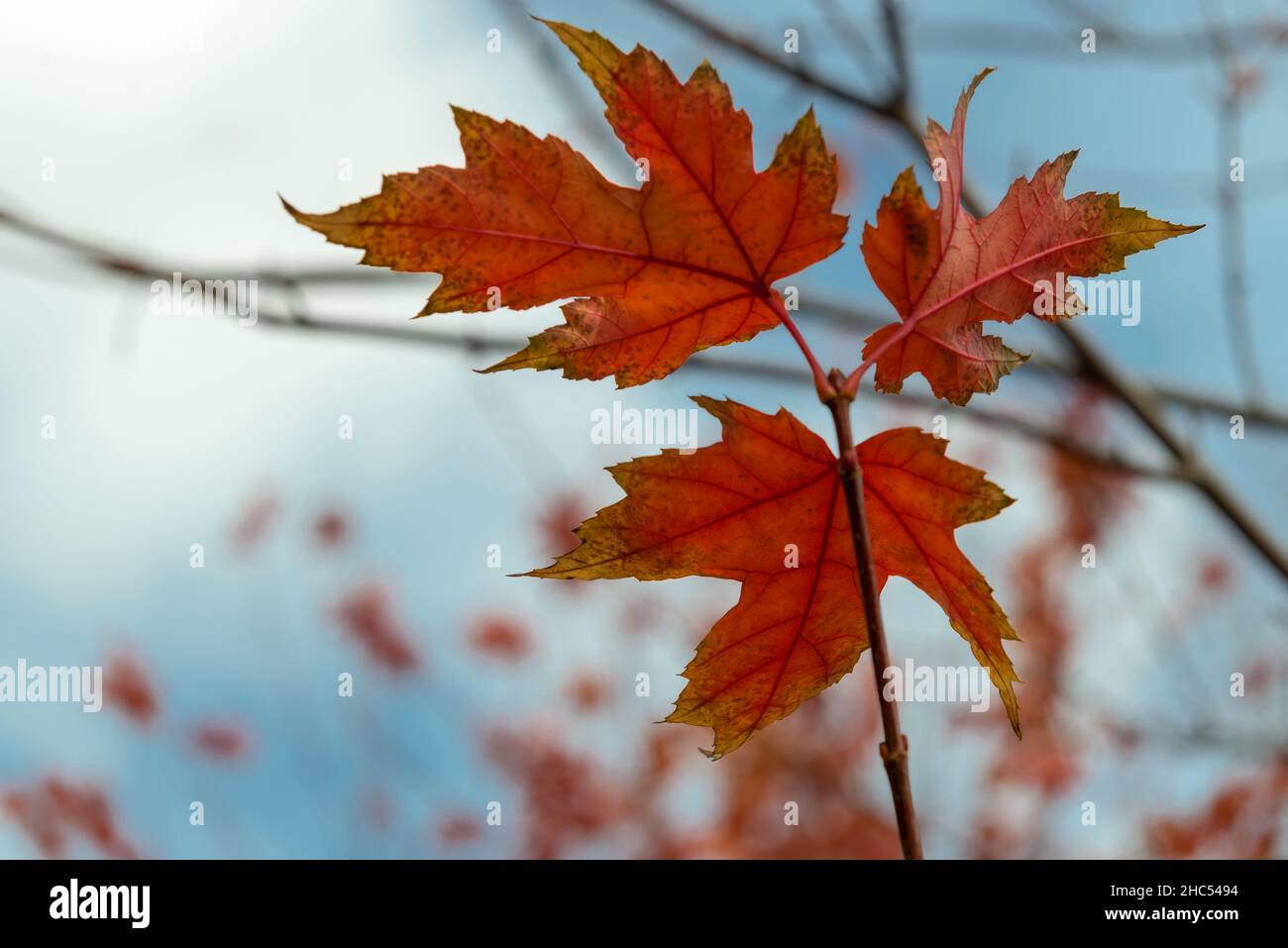 Red maple tree leaves in autumn season Stock Photo - Alamy