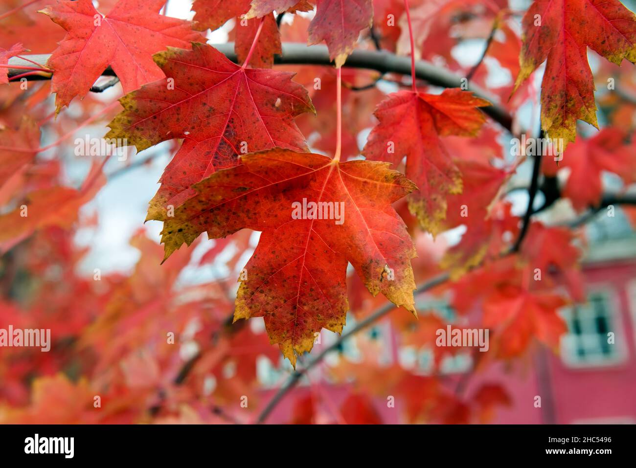 Red maple tree leaves in autumn season Stock Photo - Alamy