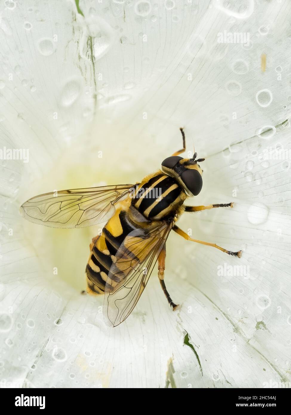 Sun Fly (Helophilus pendulus Stock Photo - Alamy