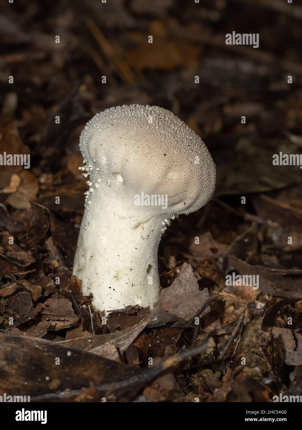 Puffball in woods hi-res stock photography and images - Alamy