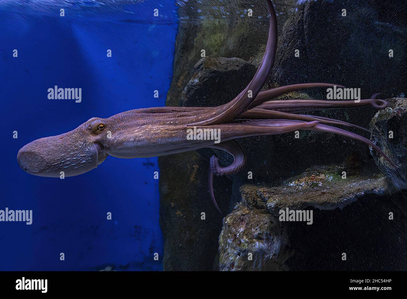 octopus underwater close up portrait detail while swimming Stock Photo ...