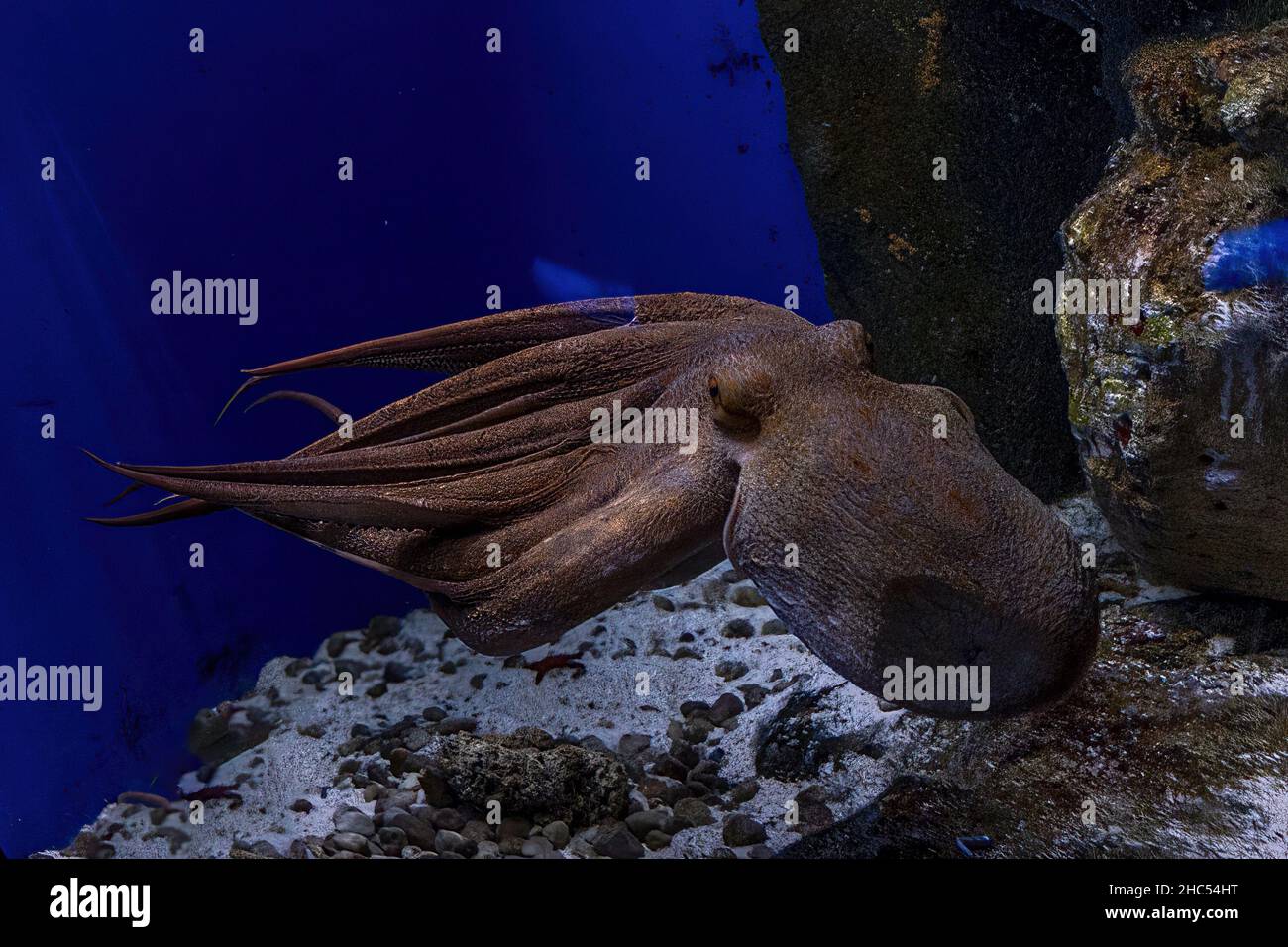 octopus underwater close up portrait detail while swimming Stock Photo ...