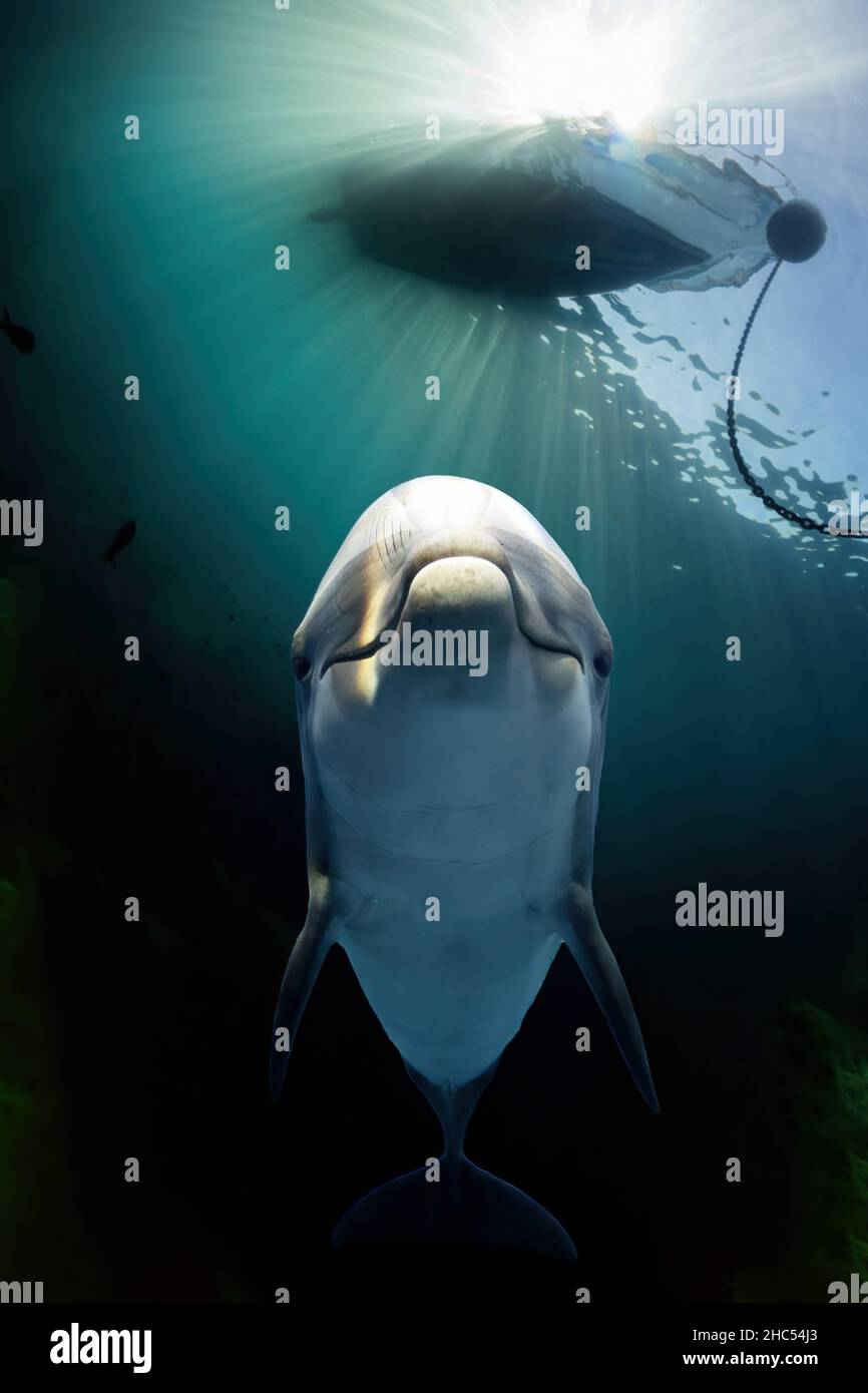 dolphin underwater on the blue ocean background looking at you Stock ...