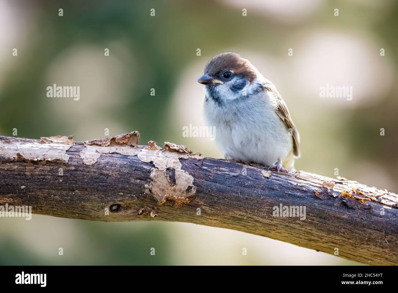 Sparrow farm hi-res stock photography and images - Alamy