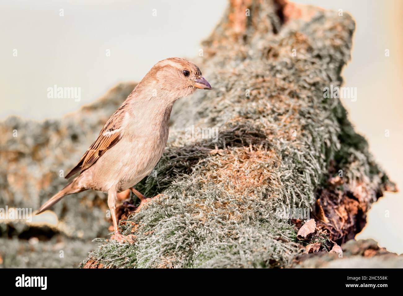 European sparrow, Passer montanus, female of small brown bird standing ...