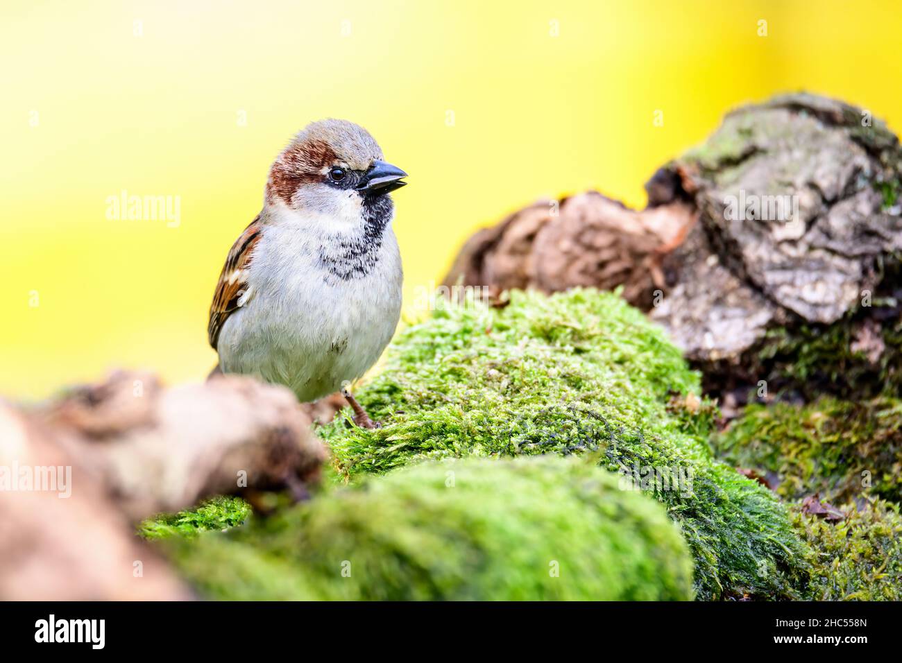 Eurasian tree sparrow portrait hi-res stock photography and images - Alamy