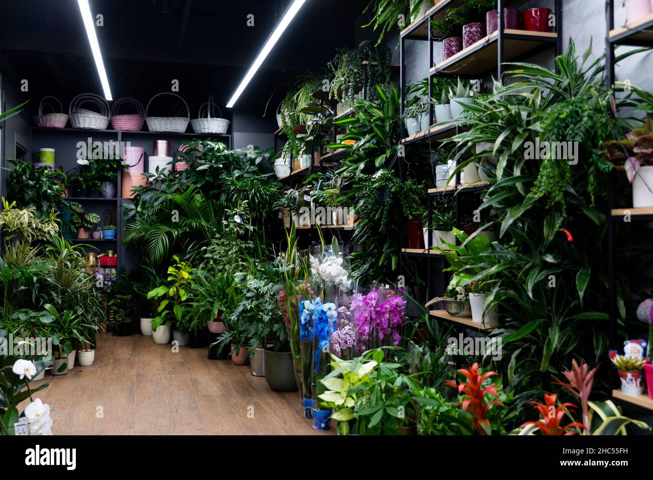 flower shop interior with natural potted plants and packing gift boxes ...