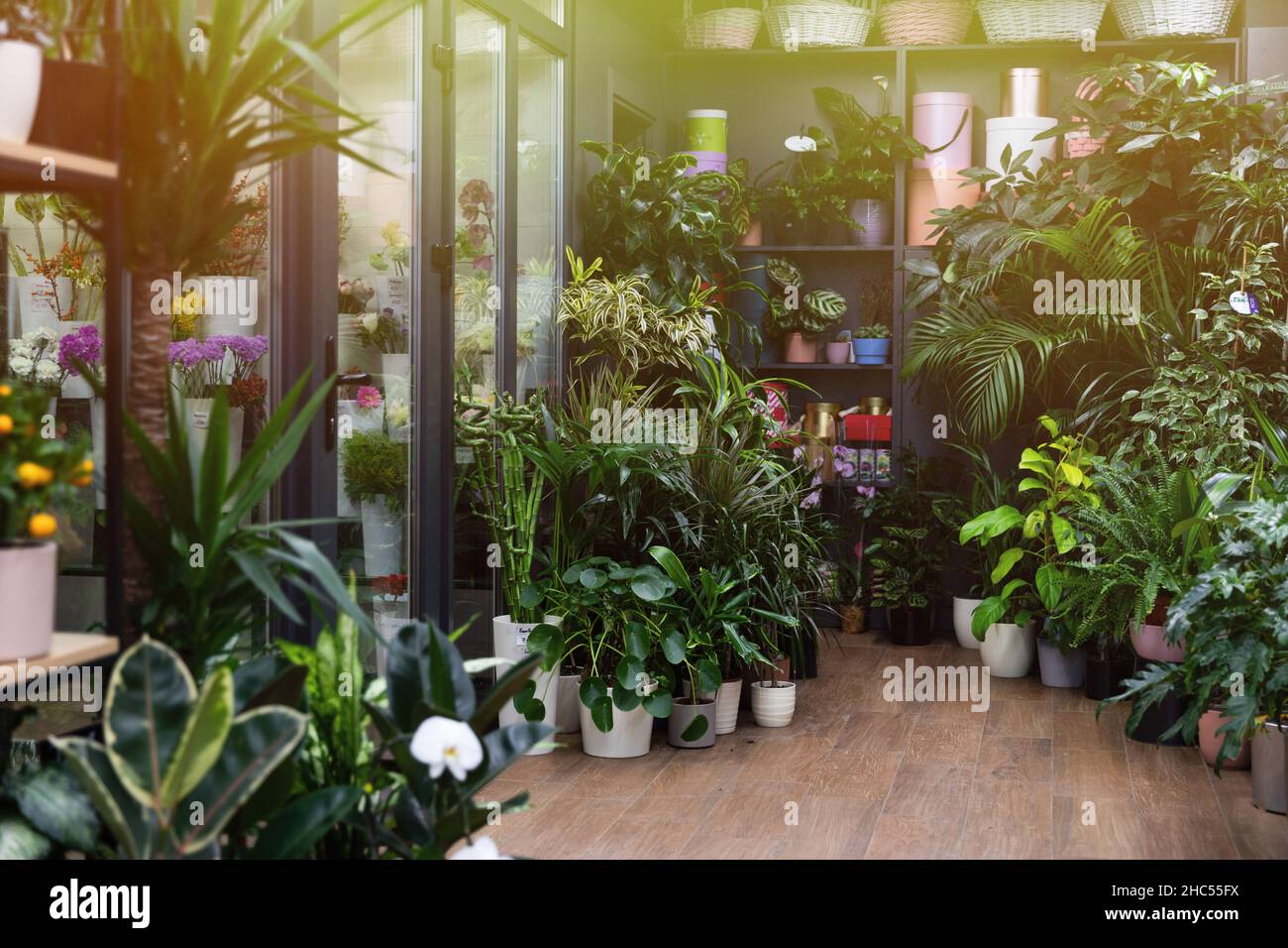 interior of a florist shop with living potted plants and a refrigerator ...