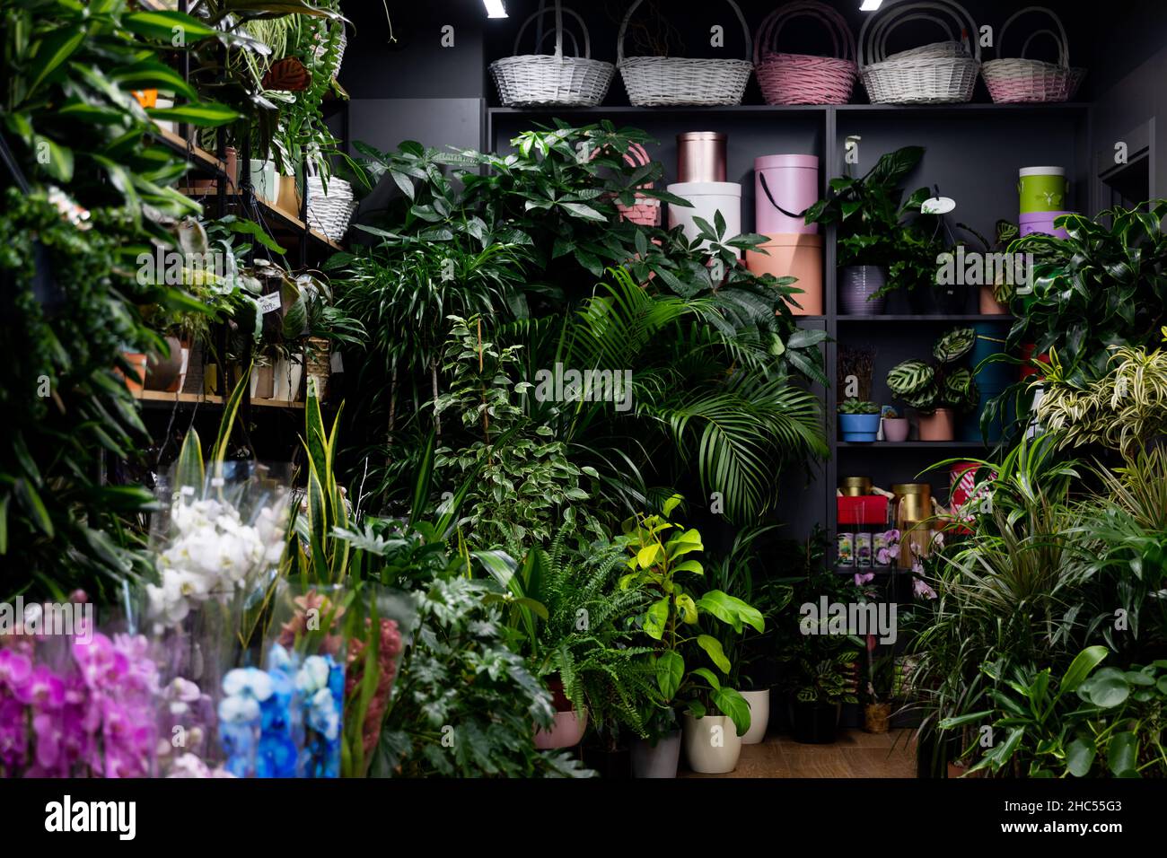 florist shop interior with natural potted plants and boxes for ...