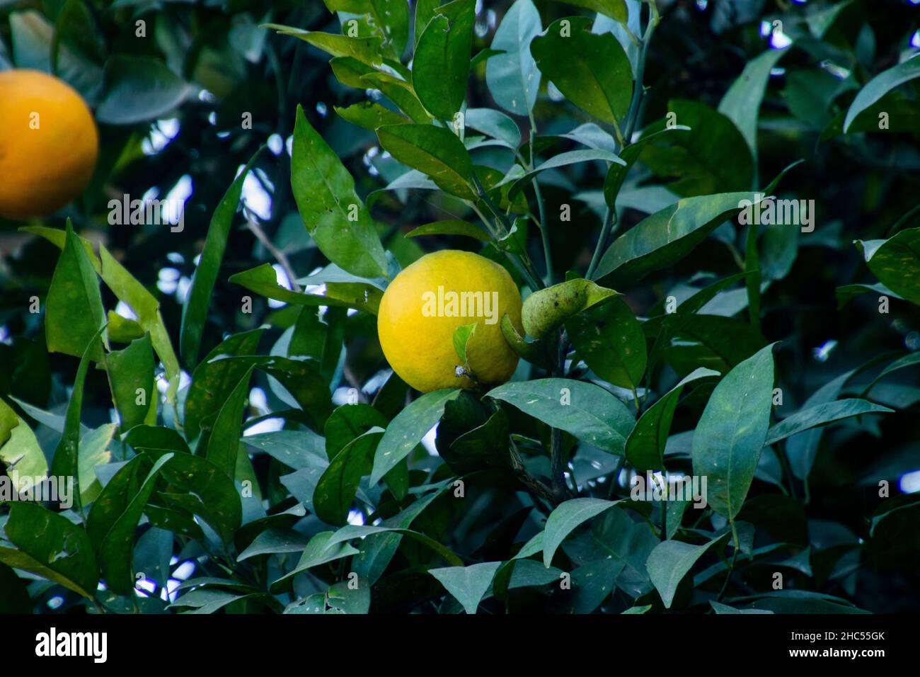 Oranges hanging from an Orange tree Stock Photo - Alamy
