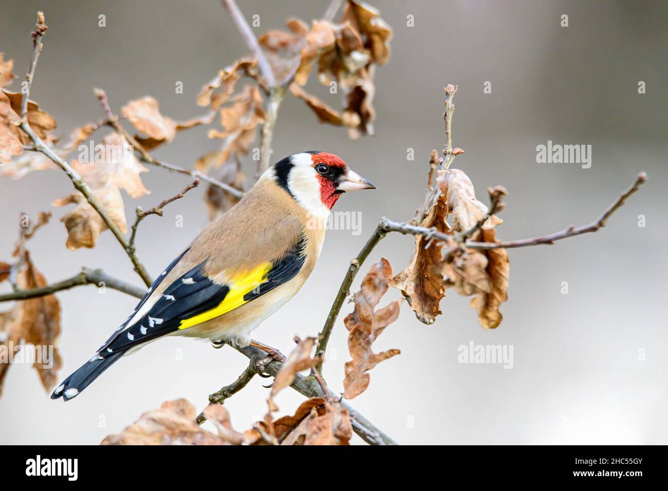 Goldfinch, Carduelis carduelis, hidden from predators among dry leaves ...