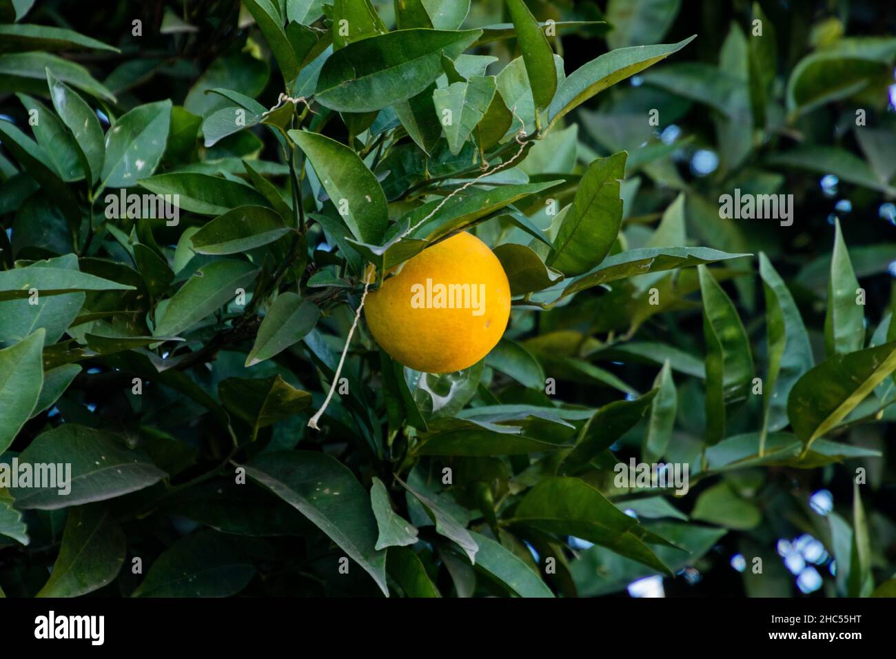 Oranges hanging from an Orange tree Stock Photo - Alamy