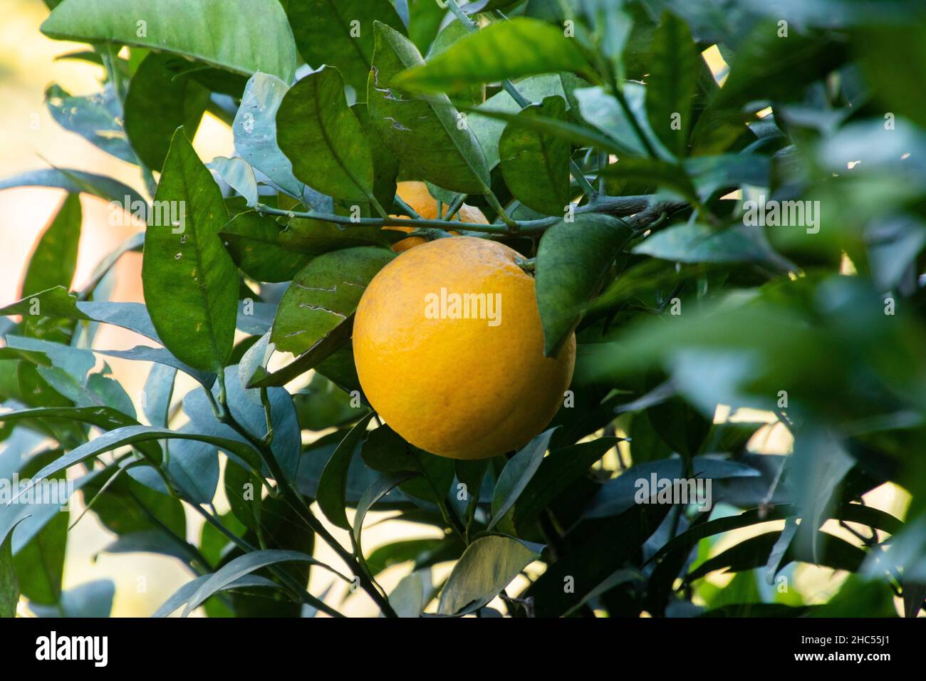 Oranges hanging from an Orange tree Stock Photo - Alamy