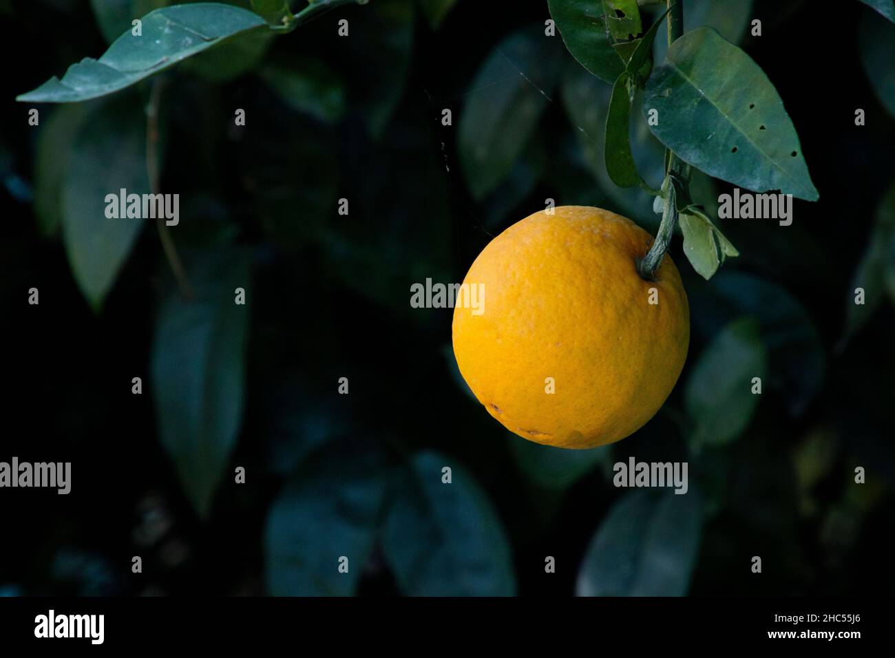 Oranges hanging from an Orange tree Stock Photo - Alamy