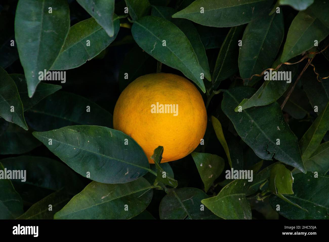 Oranges hanging from an Orange tree Stock Photo - Alamy