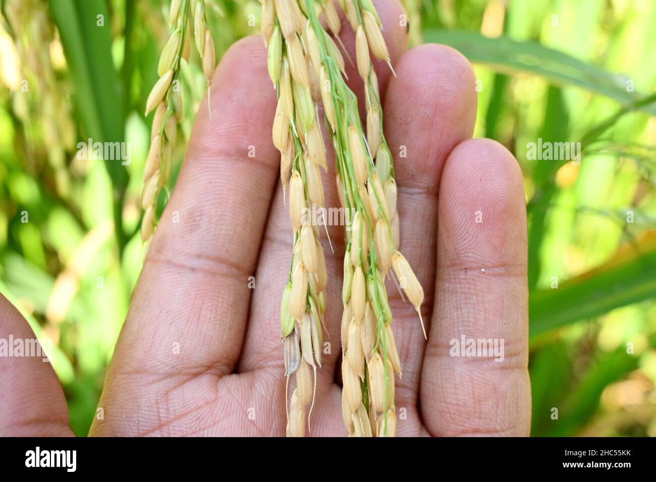 closeup the bunch ripe yellow green paddy plant grains hold hand in the ...