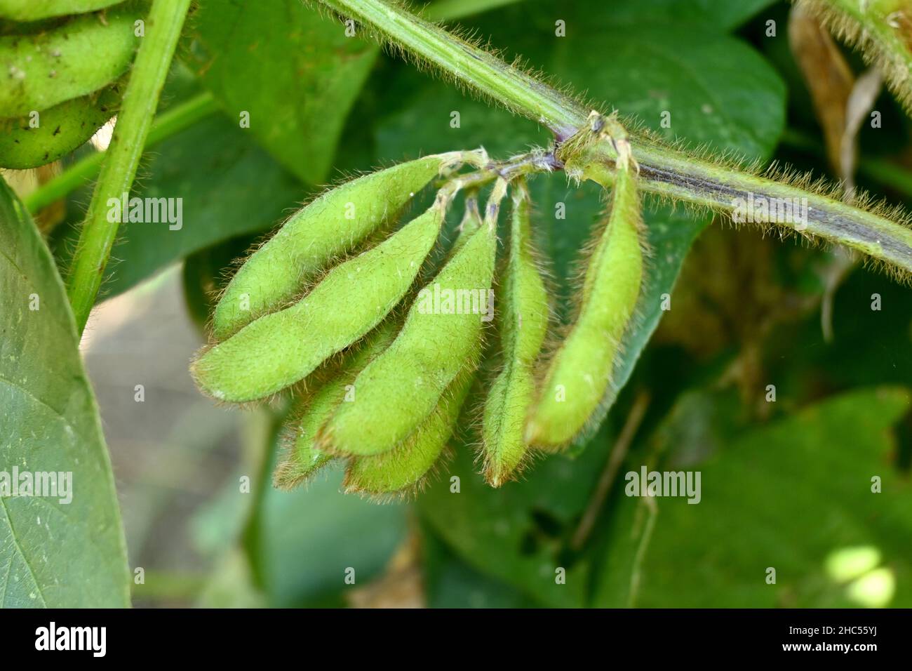 Vine with black gram pods hi-res stock photography and images - Alamy