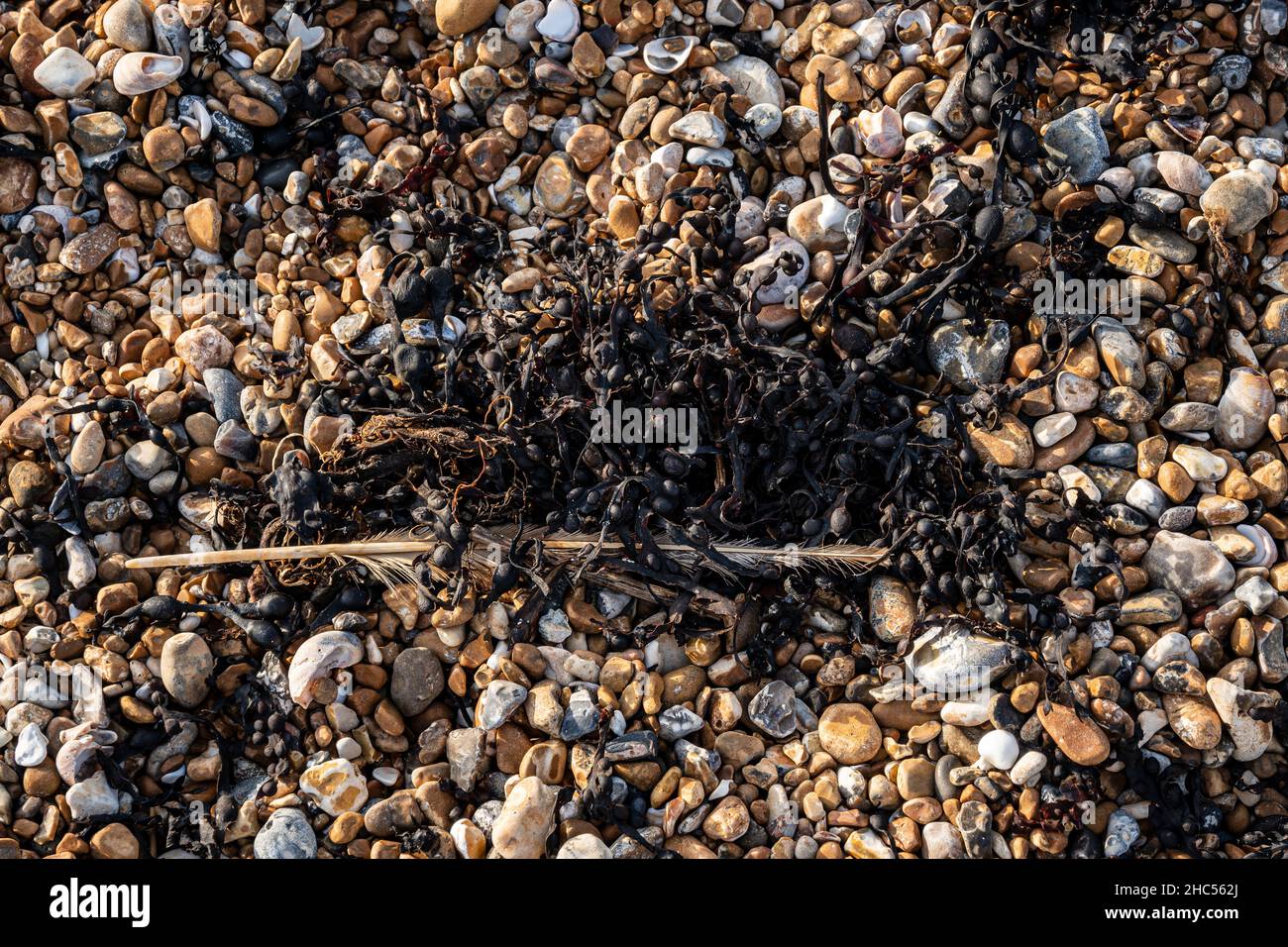 Feathers and seaweed on a peebly beach Stock Photo - Alamy