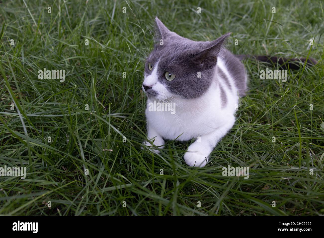 Surprised white cat home hi-res stock photography and images - Alamy