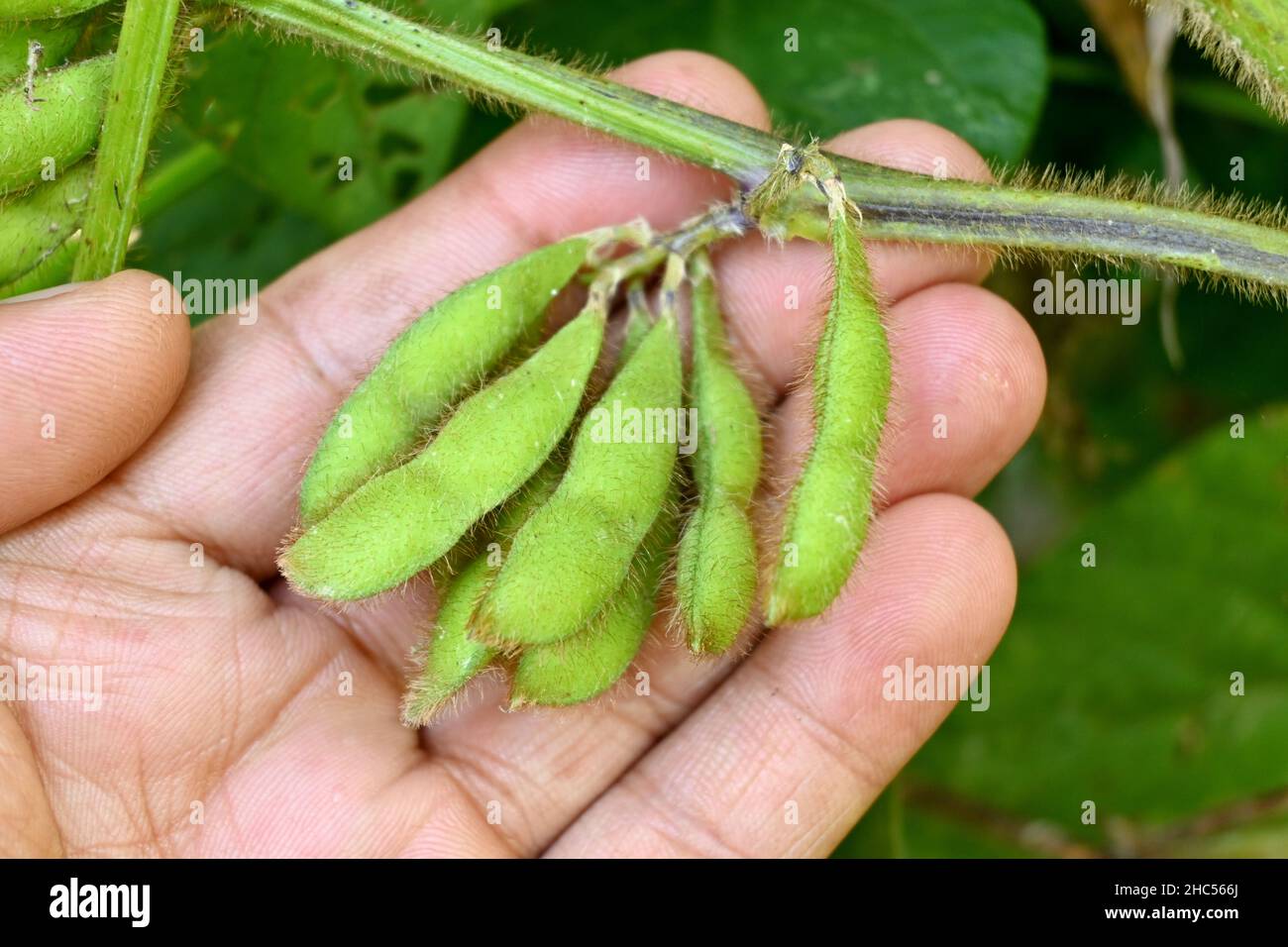 Vine with black gram pods hi-res stock photography and images - Alamy