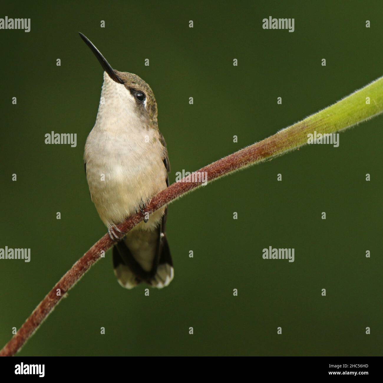 One ruby throated hummingbird hi-res stock photography and images - Alamy
