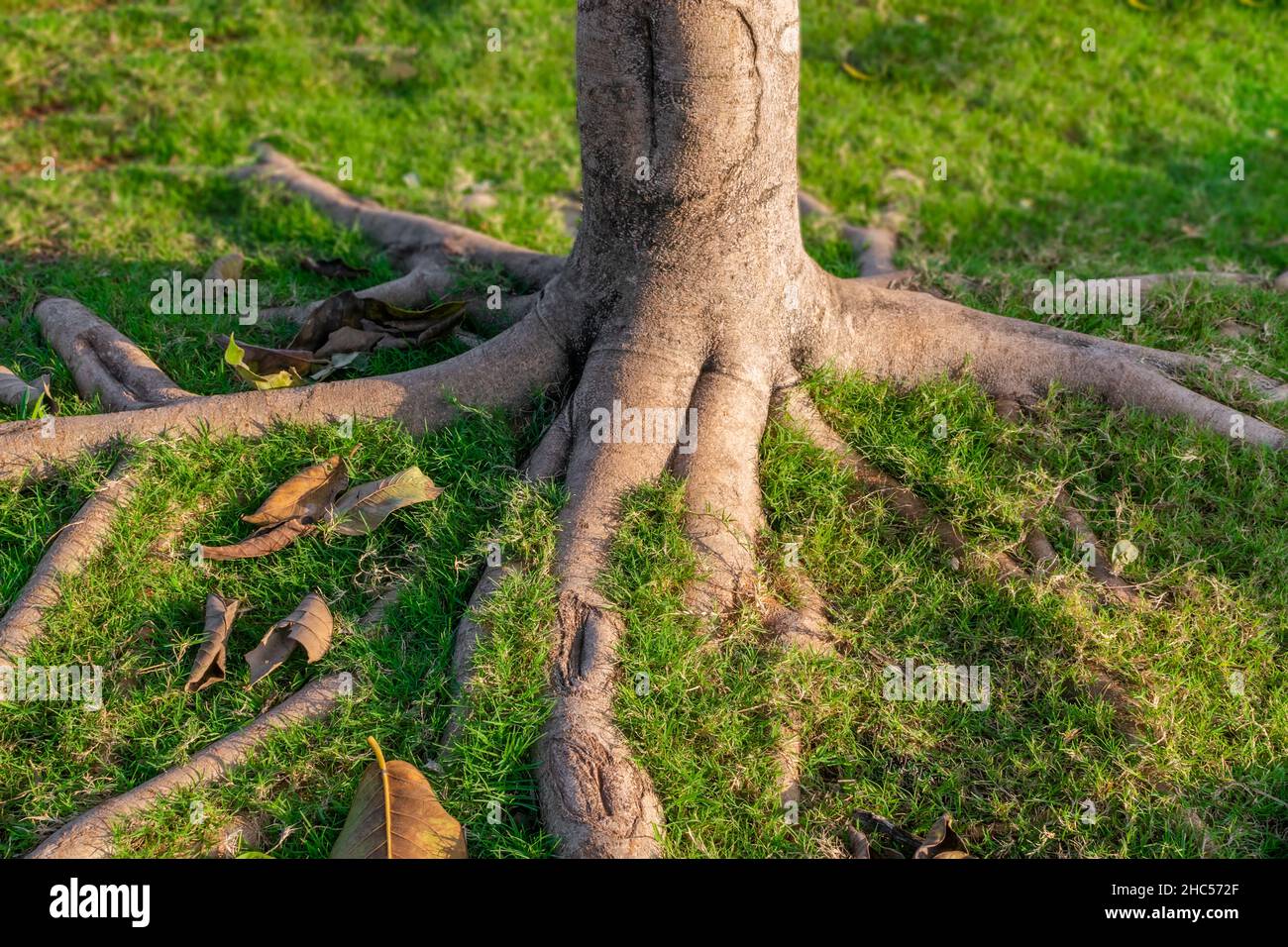 Tree stem with roots spread in the soil with grass around it and leaves ...
