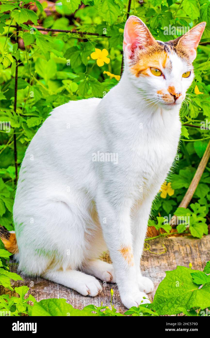Portrait of a Mexican white cat while looking lovely and cute in the ...