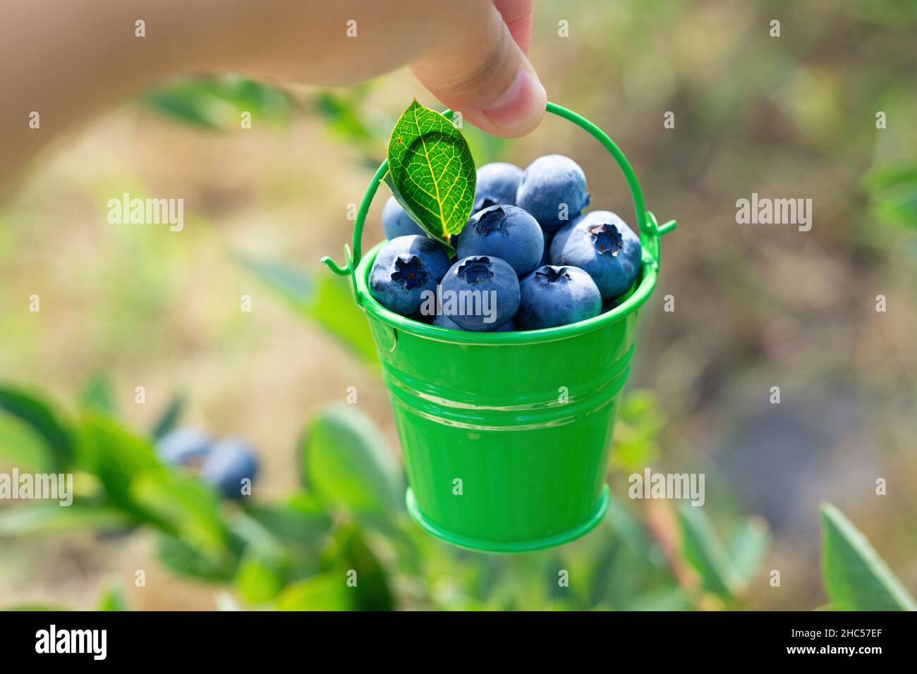 Crop view of a female hand holding a tiny green bucket full of ...