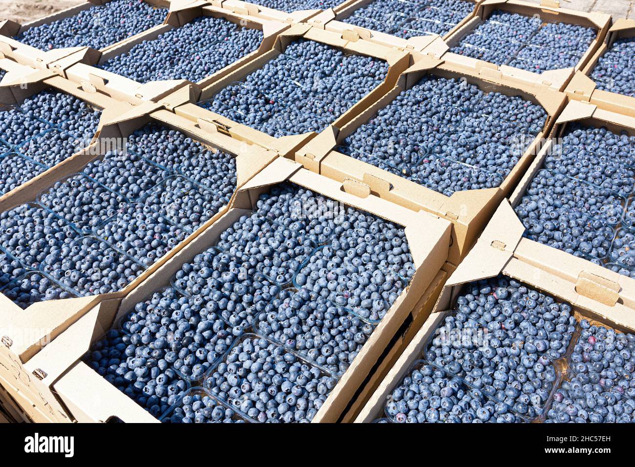 Stacks of cardboard containers with blueberries crates waiting for the ...