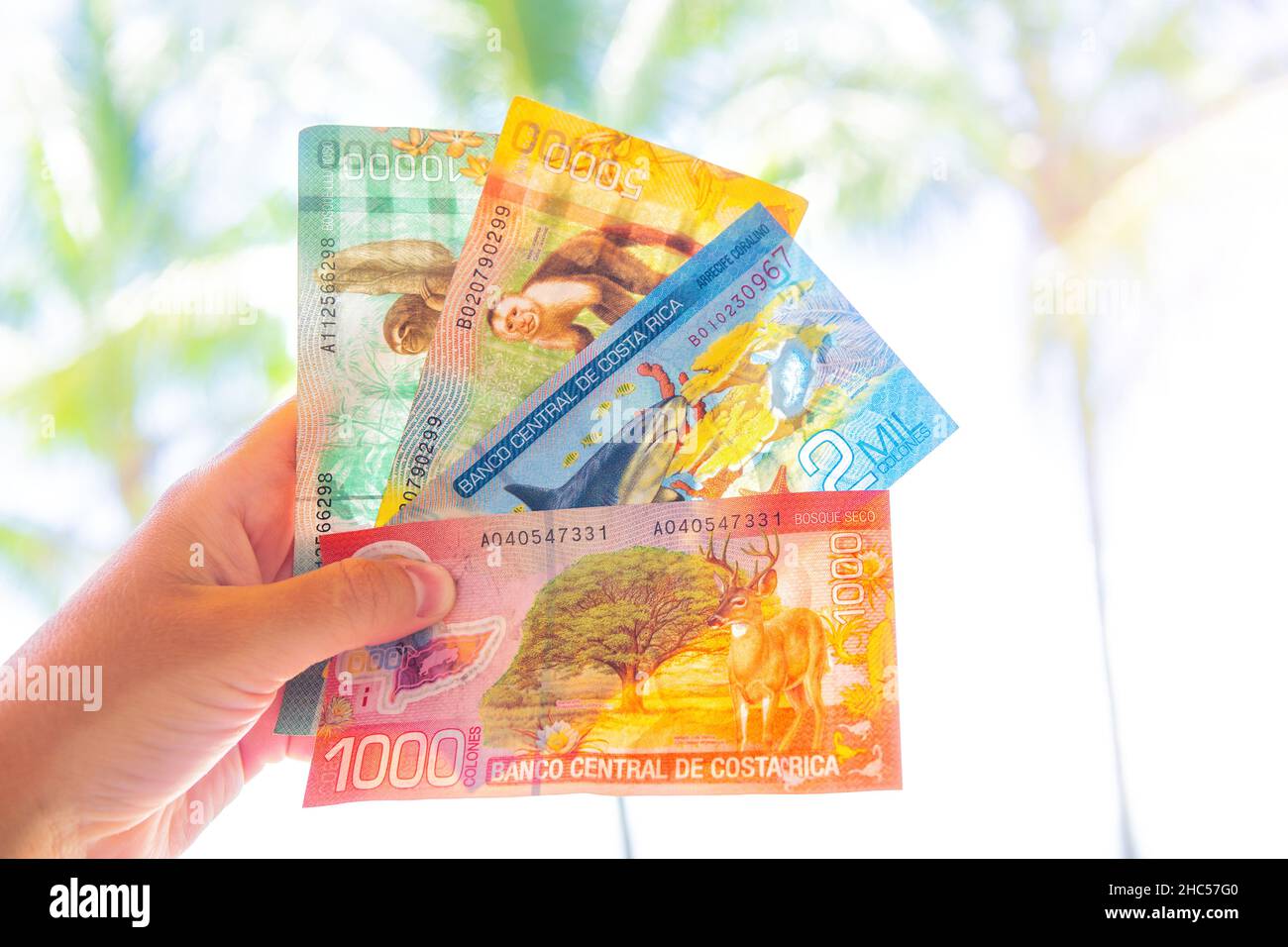 Hand holding Costa Rican currency against a tropical background Stock ...
