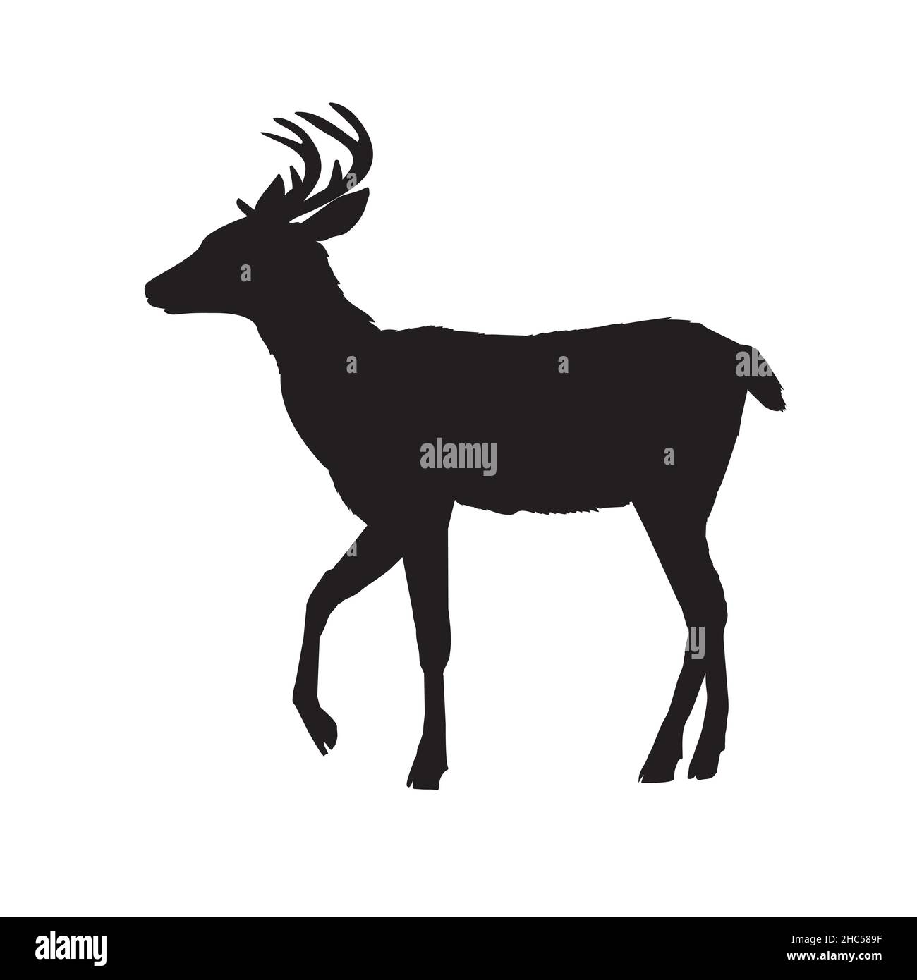 Hoofed deer Black and White Stock Photos & Images - Alamy