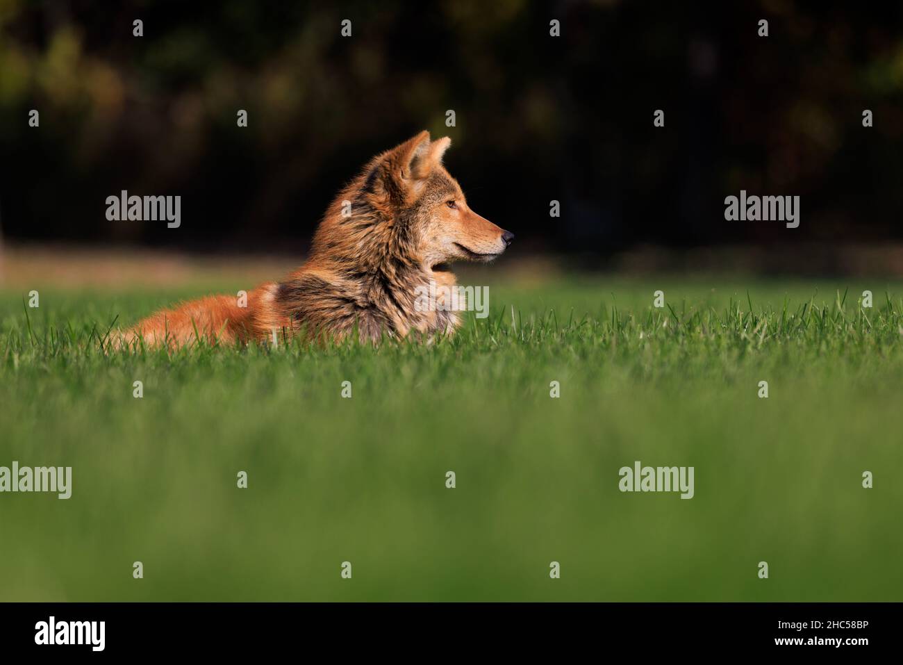 Red wolf laying on a green field Stock Photo - Alamy