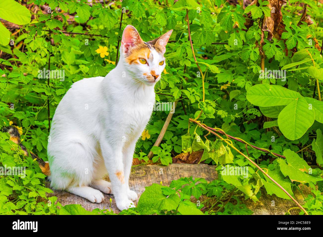 Portrait of a Mexican white cat while looking lovely and cute in the ...