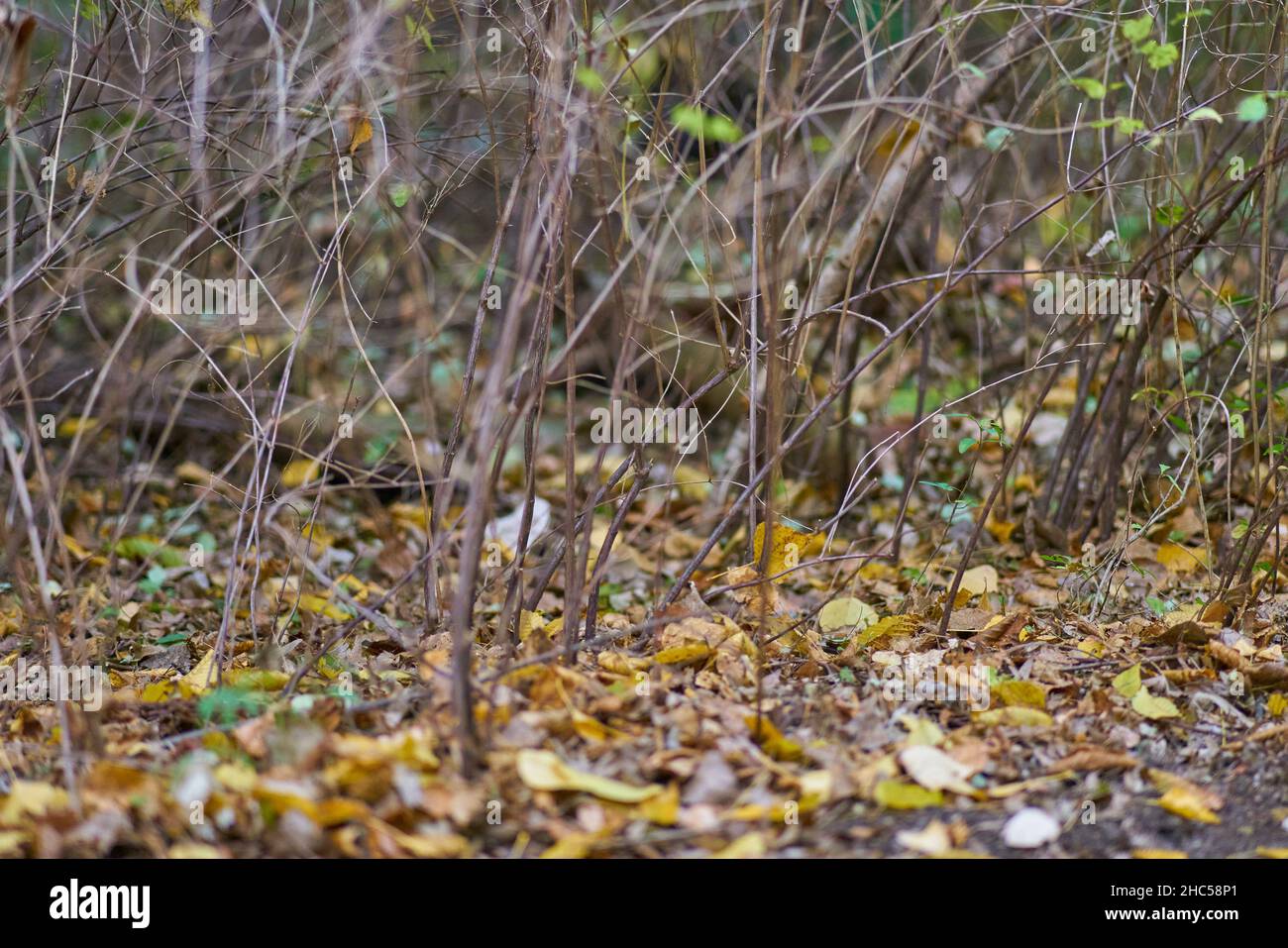 View of dried plants and bushes in a park Stock Photo - Alamy