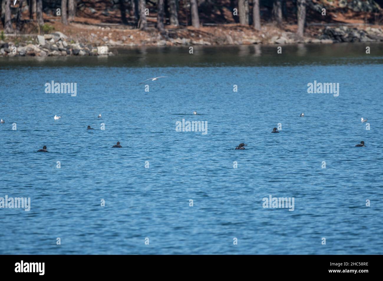 Group of loons hi-res stock photography and images - Alamy