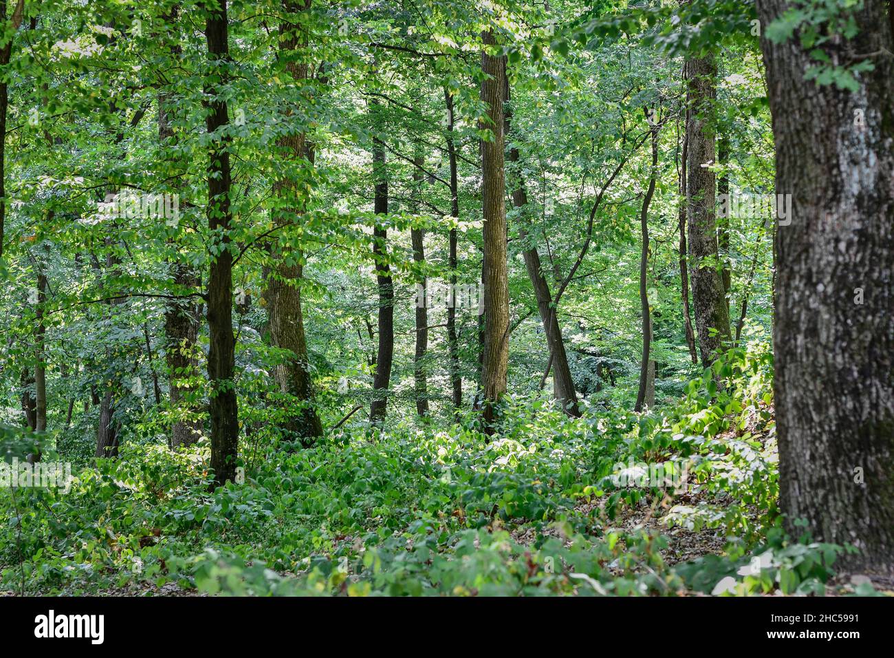 Beautiful sad landscape hi-res stock photography and images - Alamy